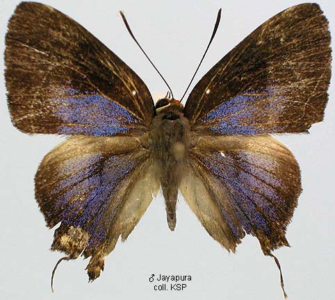 Papua Insects Foundation (Lepidoptera/Lycaenidae/Lycaeninae(Deudorix ...
